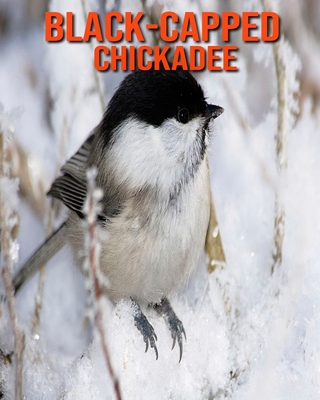 Black-Capped Chickadee: Learn About Black-Capped Chickadee and Enjoy ...