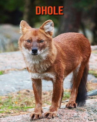 Dhole: Amazing Photos & Fun Facts Book About Dhole For Kids (Paperback ...