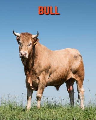 Bull: Amazing Facts & Pictures (Paperback) | Children's Book World