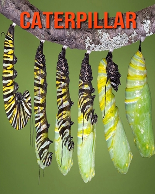 Fascinating Facts About Caterpillars Butterfly Kits With Live