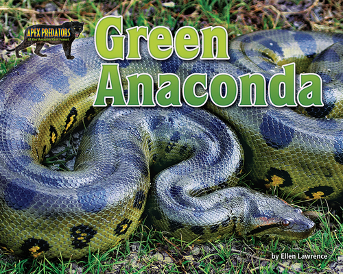 Green Anaconda Amazon Rainforest