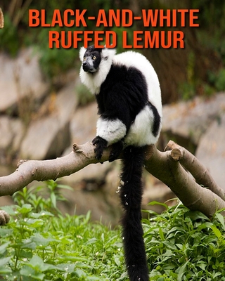 Black And White Ruffed Lemur Habitat
